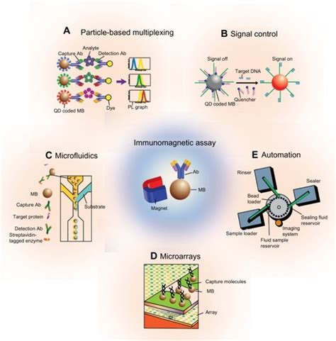 full article immunomagnetic nanoparticle based assays for detection of