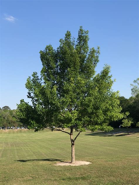 树 树叶 森林 Pixabay上的免费照片