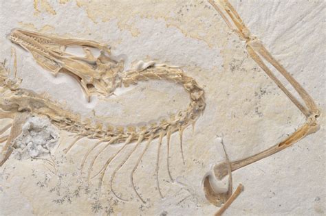 Remarkably Well Preserved Archeopteryx Specimen Unveiled