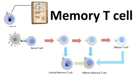New Study Shows Potential Of T Cells In The Fight Against Covid 19