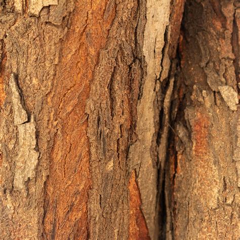 Peeling Tree Bark Causes Elite Tree Care