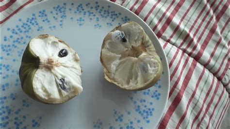 Cherimoya 체리모야카스터 사과 엥~~~ Youtube