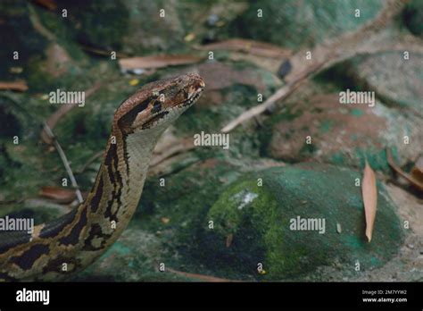 A Closeup Of An Indian Python Python Molurus At Bannerghatta Biological Park Bangalore India