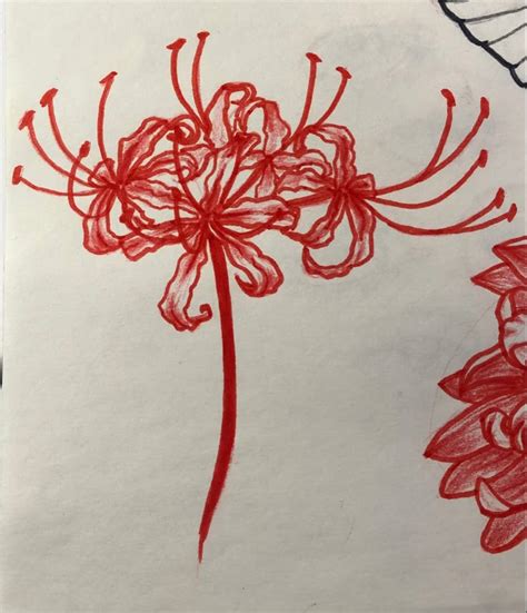 Spider Lilia Spide Lily