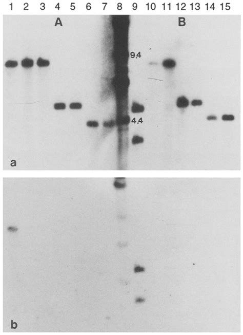 A B Predictability Of Restriction Enzyme Fragment Sizes Indicates Download High Resolution