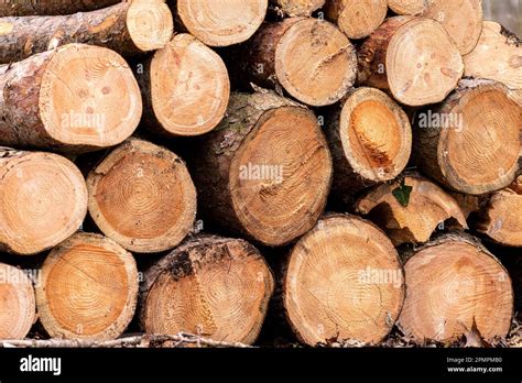 A Pile Of Wooden Logs In A Neat Stack Arranged In A Symmetrical