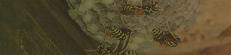 Stinging Insect Identification And Prevention Combat Pest Control