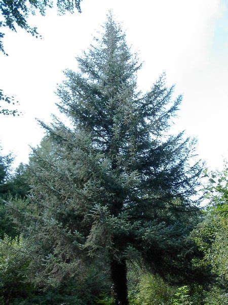 Sitka Spruce