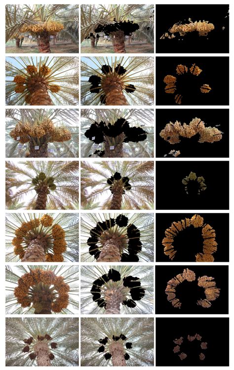 Samples Segmented Images Using Our Proposed Fruit Segmentation Method Download Scientific Diagram