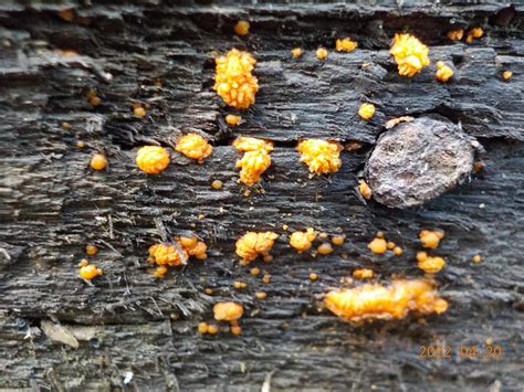 Posted This To Slime Molds Algae Fungi And Now Here One Of You