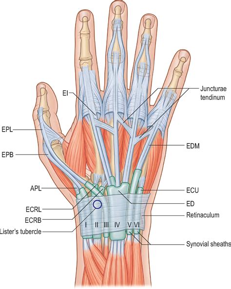 Extensor Tendon Injuries Clinical Tree