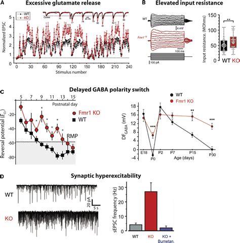 Altered Neuronal And Circuit Excitability In Fragile X Syndrome Neuron