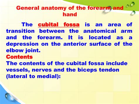 Solution Vessels And Nerves Of Forearm And Hand By Osh State