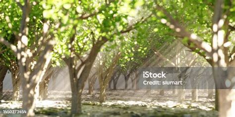 자연 햇빛 겨울 공포 숲 그림 3d 렌더링 나무 광선보기 벽지 배경 배경 0명에 대한 스톡 사진 및 기타 이미지 0명 가을 겨울 Istock