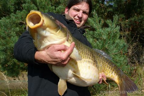 Карп в водоемах Беларуси (фото, описание и образ жизни) | FishingBY.com