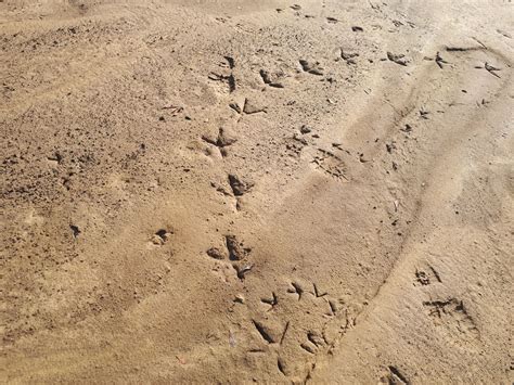 Saltmarsh Monitoring Cafnec