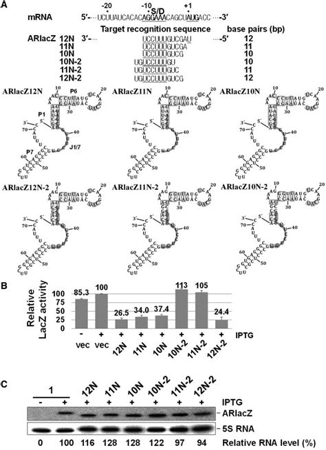Optimal Location Of The Minimal Sequence For Gene Silencing A The