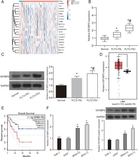 IGF BP Promotes LncRNA DANCR Stability Mediated Glycolysis And Affects The Progression Of FLT