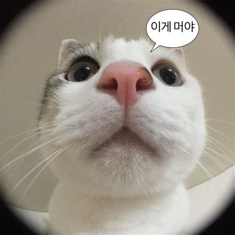 짤에 있는 Seojin Yun님의 핀 귀여운 동물 문구 웃긴 밈 고양이 명언