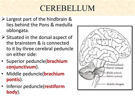 Neural Circuit Of Cerebellum Pptx Brain And Nervous System