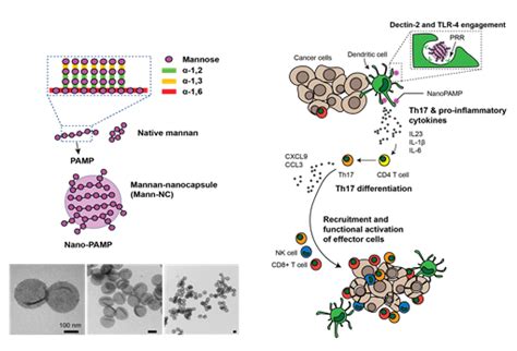 병원체 모방 나노입자를 이용한 항암면역치료 연구 Bric