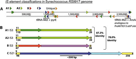 Characterization Of Insertion Sequence Is Elements In Synechococcus Download Scientific