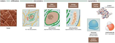 Multiscale Modeling In Biology American Scientist