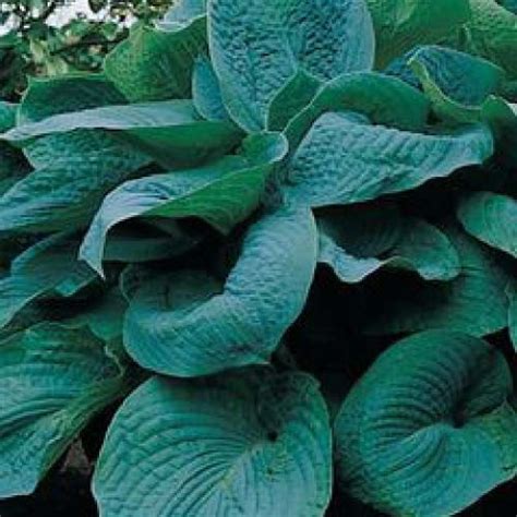 Hosta big daddy | Tuinplantencentrum De Pauw