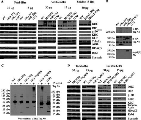 Expression Of Pathogenic Polyq Proteins Depletes The Amount Of Soluble