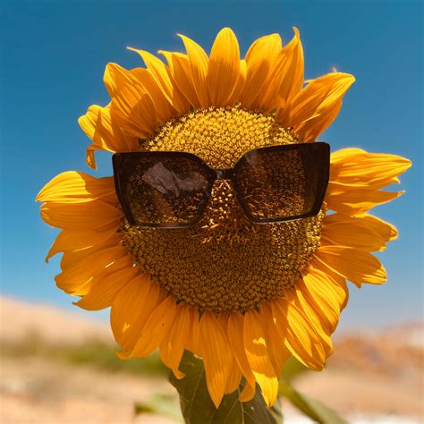 The Seeker And The Sun Being My Light By Pranava Mindful Jan 2025 Medium