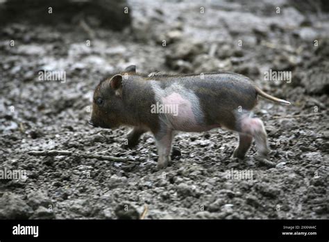 Such as the asian pot bellied pig hi-res stock photography and images - Alamy