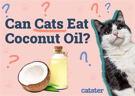 Can Cats Eat Coconut Oil Vet Reviewed Nutrition Facts Faq Catster
