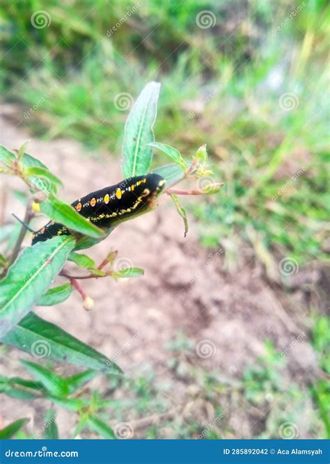 Caterpillars Are The Larval Stage Of Members Of The Order Lepidoptera