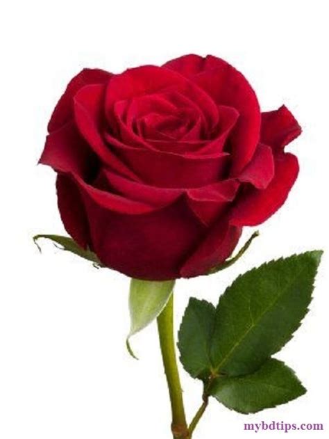 গোলাপ ফুলের ছবি My Bd Tips