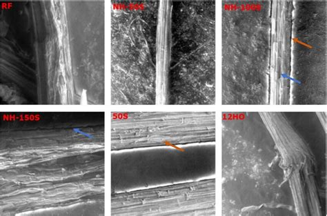 Topographical Analysis Through Scanning Electron Microscopy Sem