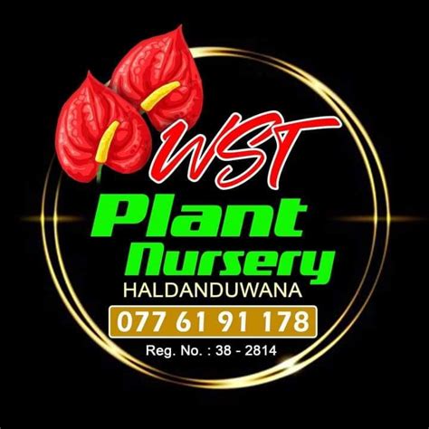 සුබඉම ඇන්තූරියම් සිටුවීමට භාවිතා කළ හැකි විවිධ මාධ්‍ය සහ කාබනික පොහොර🌿🌸 මගේ අත්දැකීම් ඉස්සර