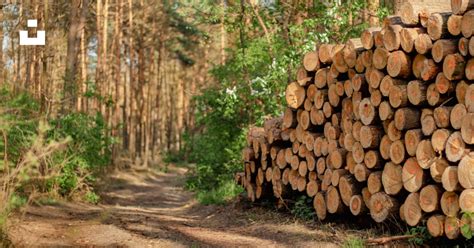 잘린 통나무 더미 사진 Unsplash의 무료 나무 이미지