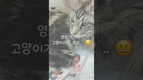 영상 찍고 있는데 고양이가 온 영상 😆 알고리즘 알고리즘 알고리즘 알고리즘 포카포장 포카포장 포카포장 포카포장 댓막금지 좋아요댓글 댓막금지 댓막금지