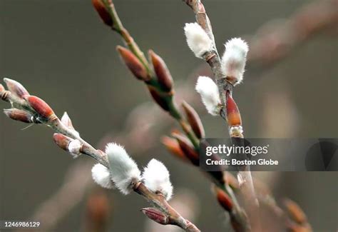 Willow Buds Photos And Premium High Res Pictures Getty Images