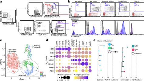Immunological Memory Diversity In The Human Upper Airway Pmc