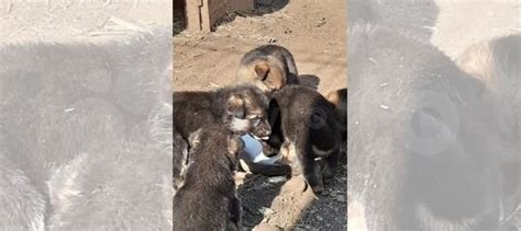 Немецкие овчарки купить в Преображенской Животные и зоотовары Авито