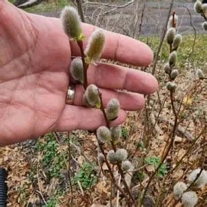 11 Shrubs Bushes That Like Wet Soil Pond Informer 11 Shrubs Bushes That Like Wet Soil Pond Informer