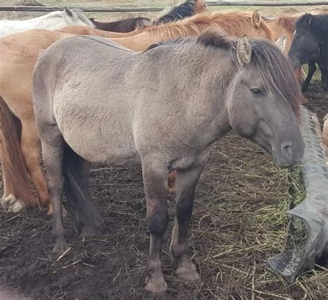 Молор Эрдэнэ Адууны халдварт цус багасах өвчин Facebook