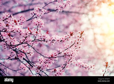 Sakura Baum Fotos Und Bildmaterial In Hoher Auflösung Alamy