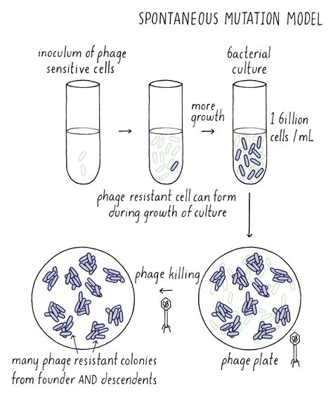 Induced Mutation Induced Mutation