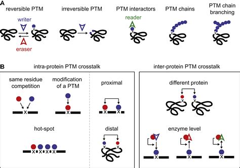 Decoding Post Translational Modification Crosstalk With Proteomics