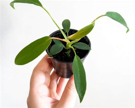 Common Philodendron Ring Of Fire Problems