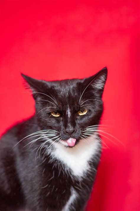 Cat Licking Itself Stock Photos Free Royalty Free Stock Photos From Dreamstime