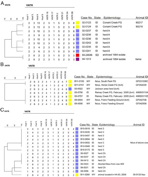 Dendrograms Generated From Upgma Analyses Of Vntr 10 Profiles Of B Download Scientific Diagram