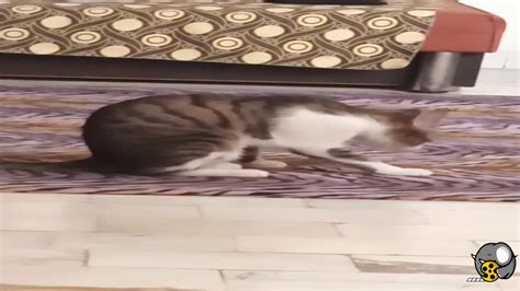 کیوت ترین گربه دنیا فیلو